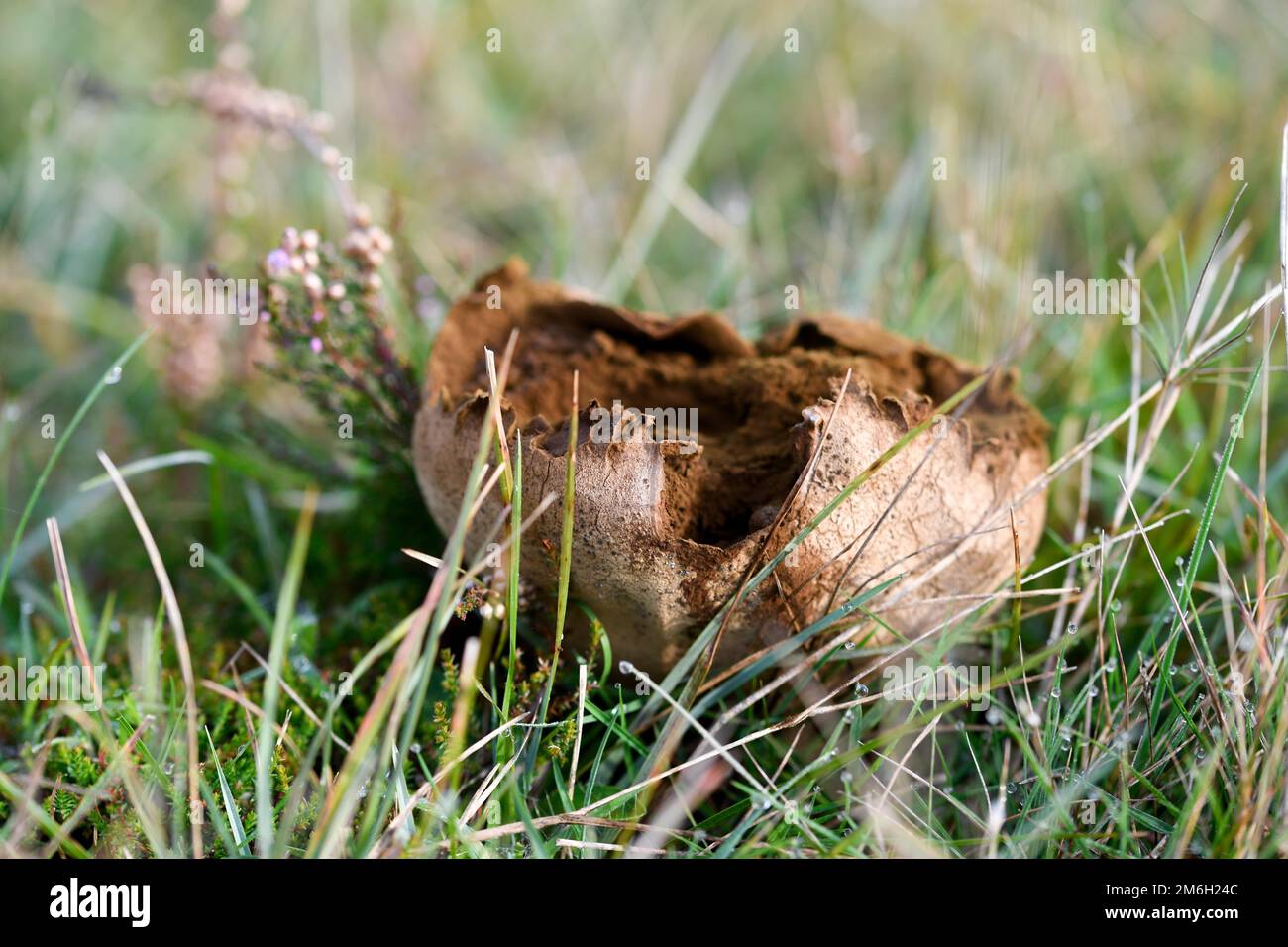 Spore powder hi-res stock photography and images - Alamy