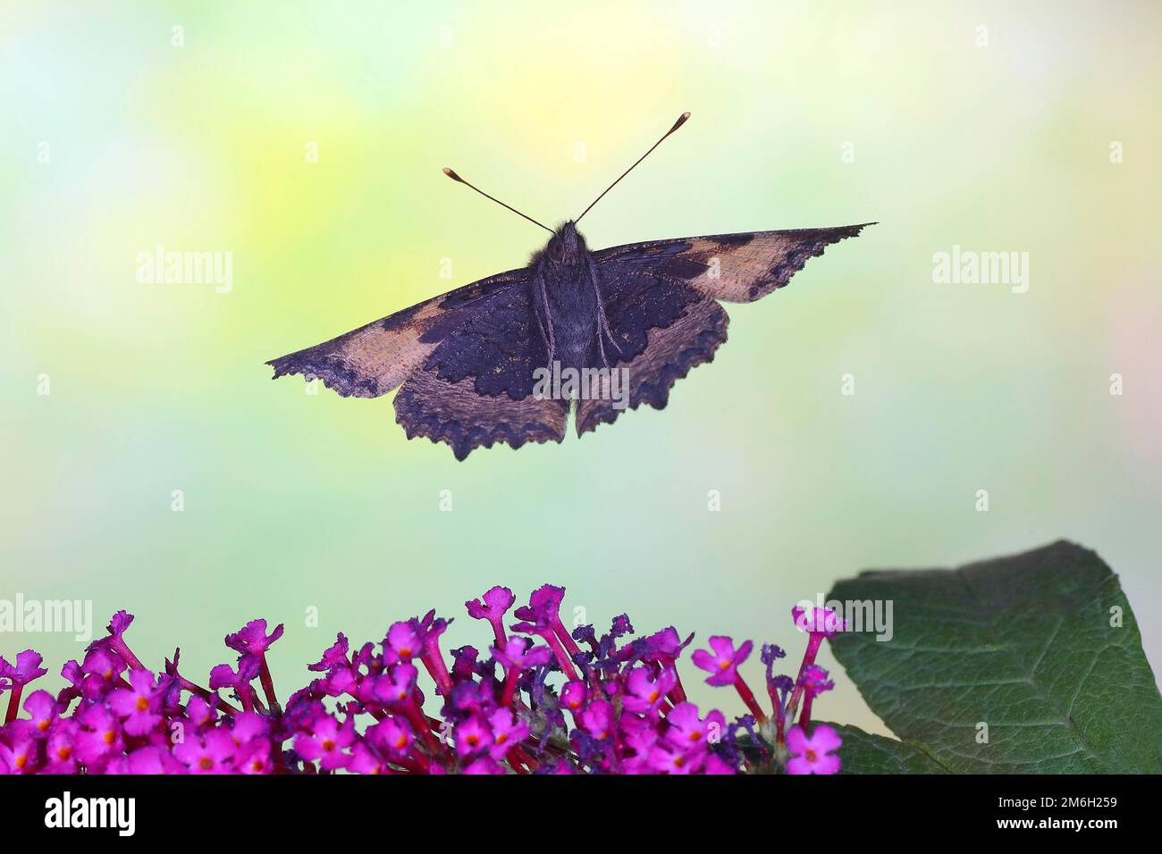 Small tortoiseshell (Nymphalis urticae), in flight, highspeed nature ...