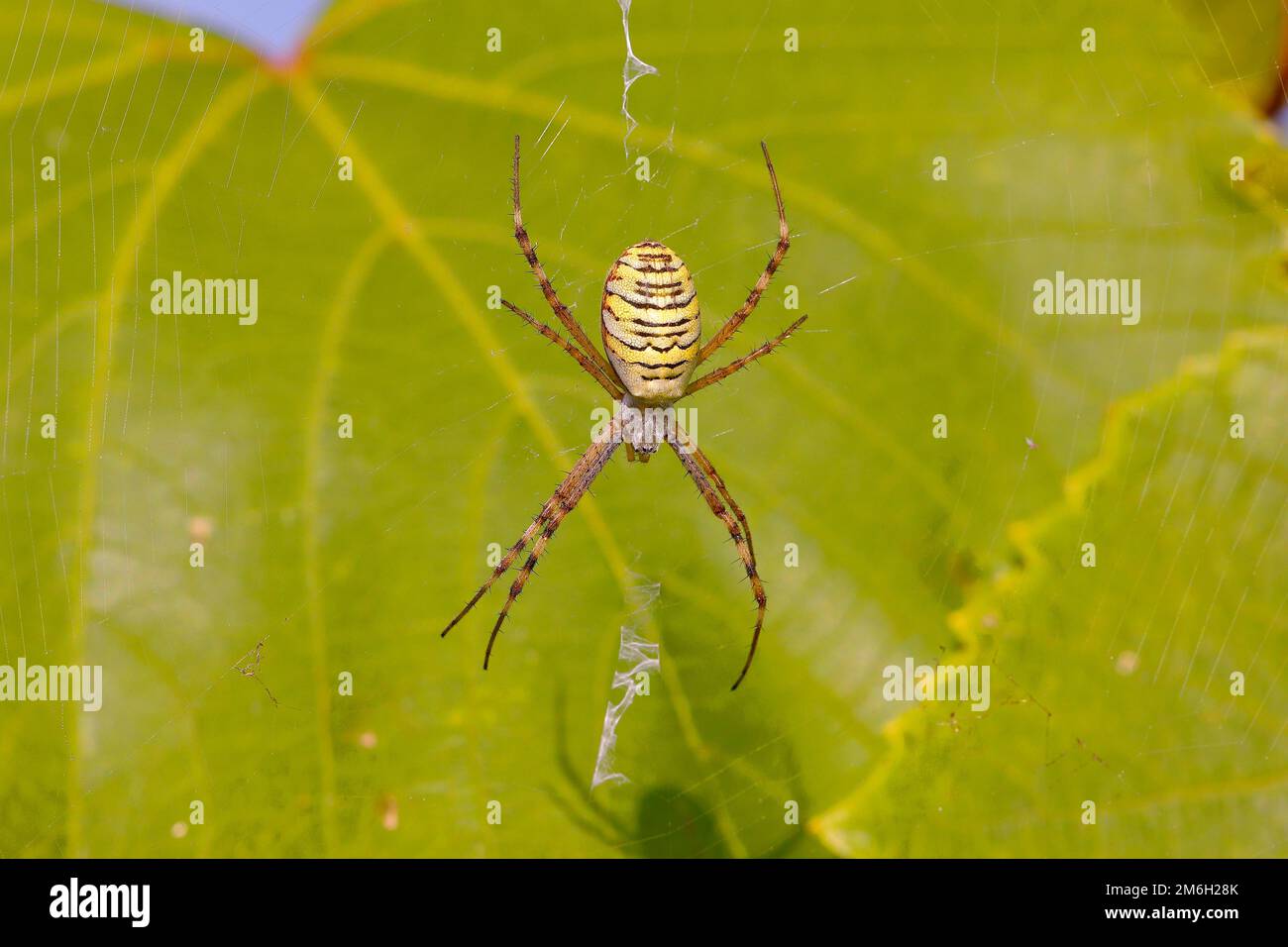 Wasp spider (Argiope bruennichi) or zebra spider, in its catching net ...