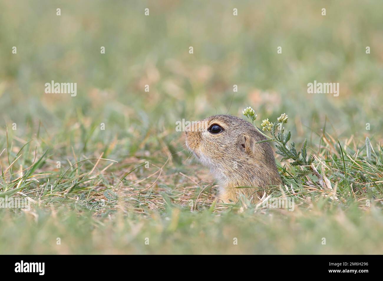 European ground squirrel (Spermophilus citellus) looking out of the ...