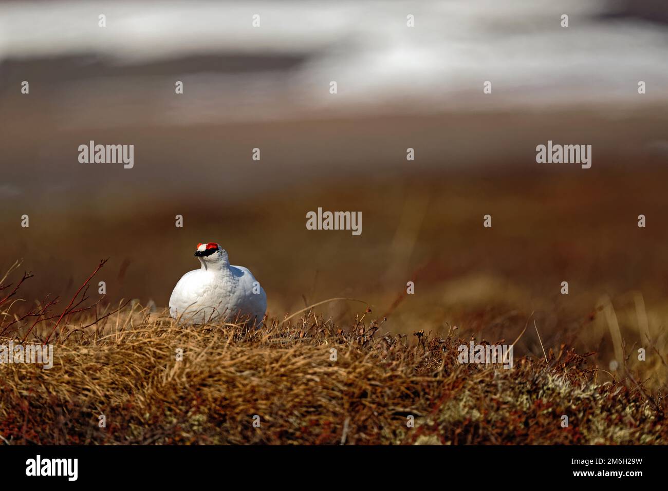 Rock Ptarmigan (Lagopus muta nelsoni) male, winter plumage, mating ...
