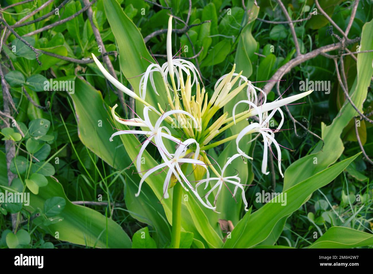 An unusual Lily with delicate fancy petals Stock Photo - Alamy