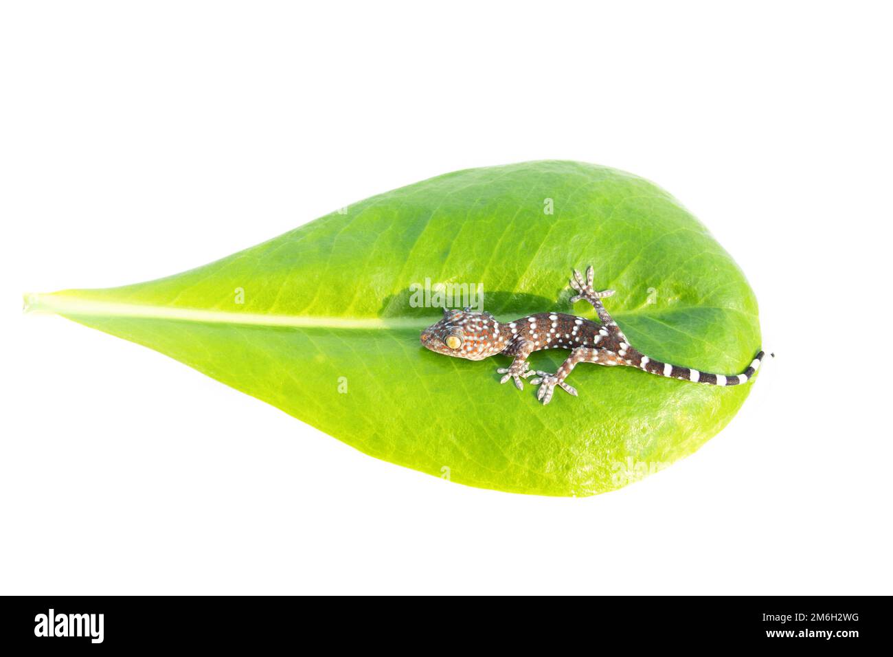 A gray-colored Toki Gecko (Gekko gecko) in white background Stock Photo ...