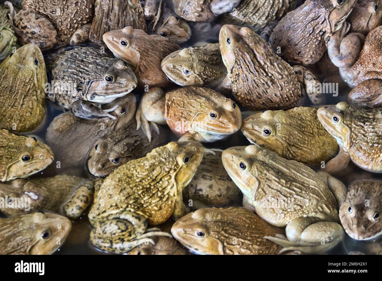 Chinese Bullfrog in market Stock Photo - Alamy