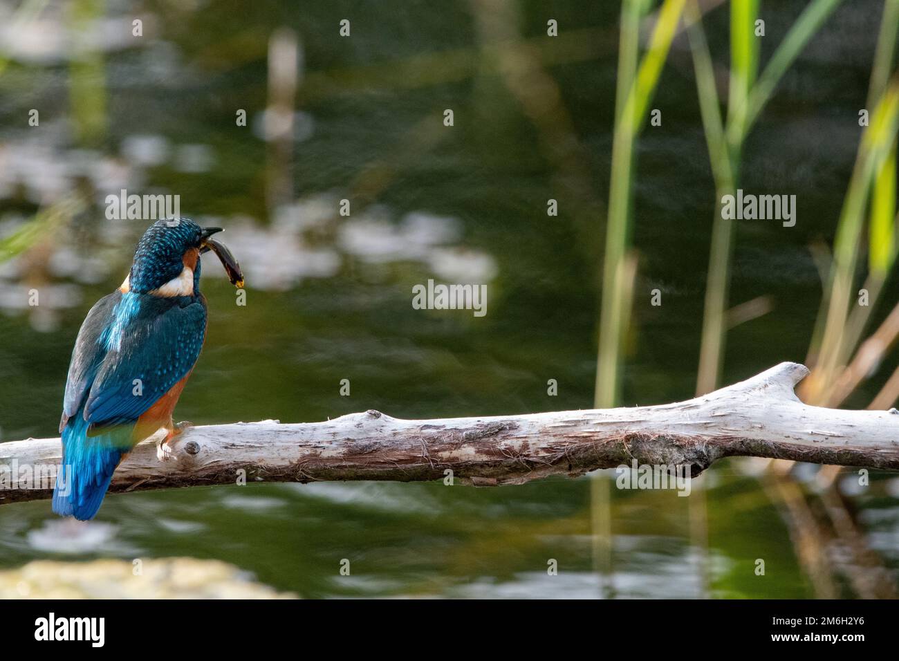 Common kingfisher feeding with fish in bill. At Lakenheath Fen nature ...