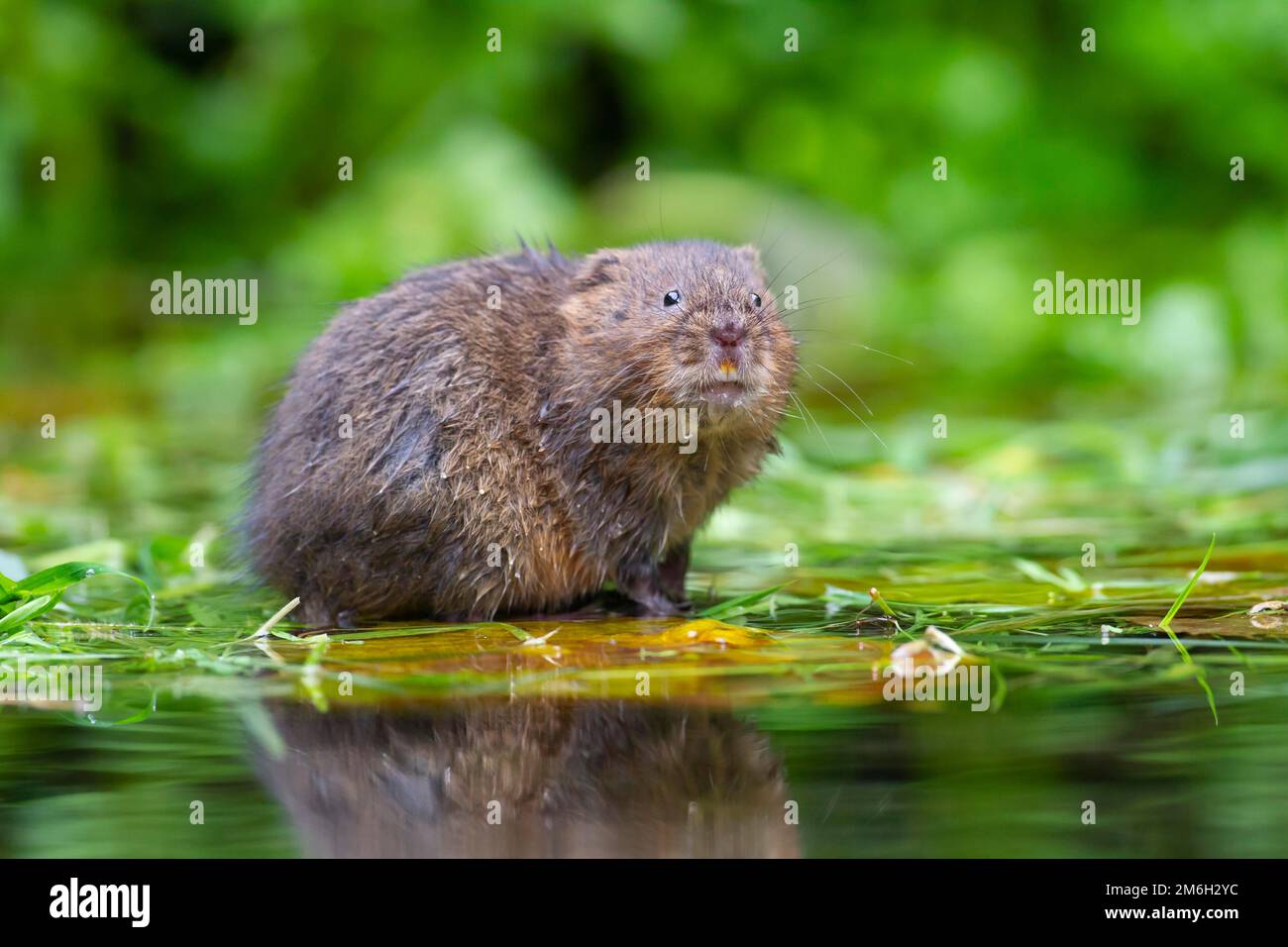 Water vole (Arvicola amphibius) adult animal standing on floating pond ...