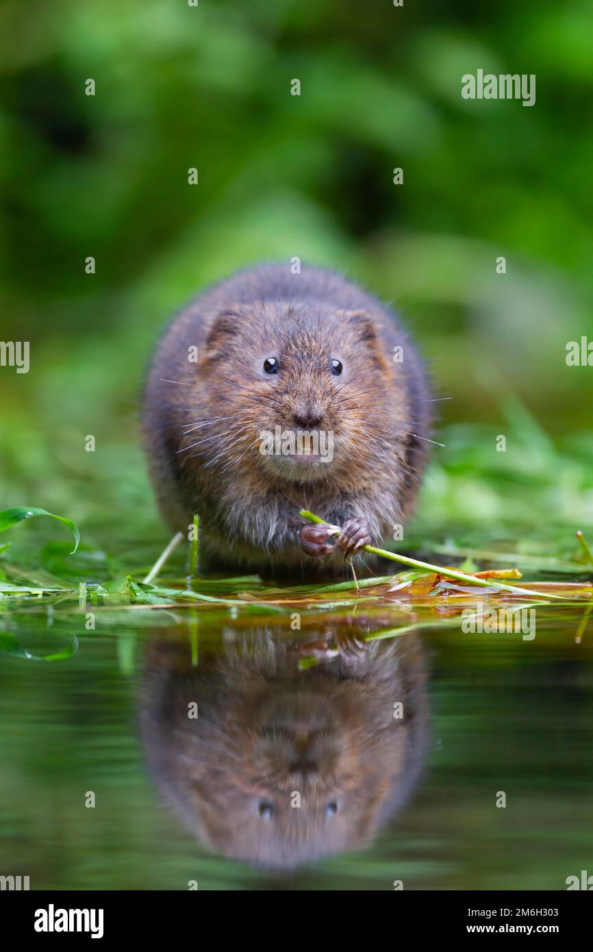 Water vole (Arvicola amphibius) adult animal standing on floating pond ...