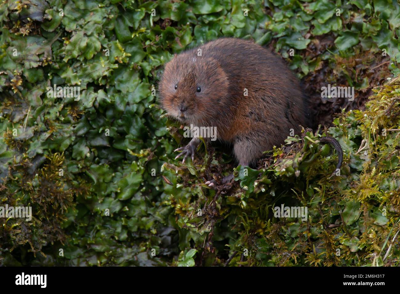 Water vole (Arvicola amphibius) adult animal on a river bank ...