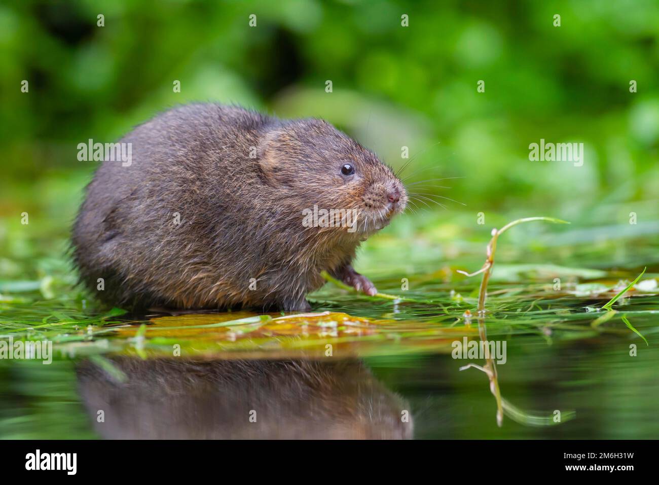 Water vole (Arvicola amphibius) adult animal standing on floating pond ...