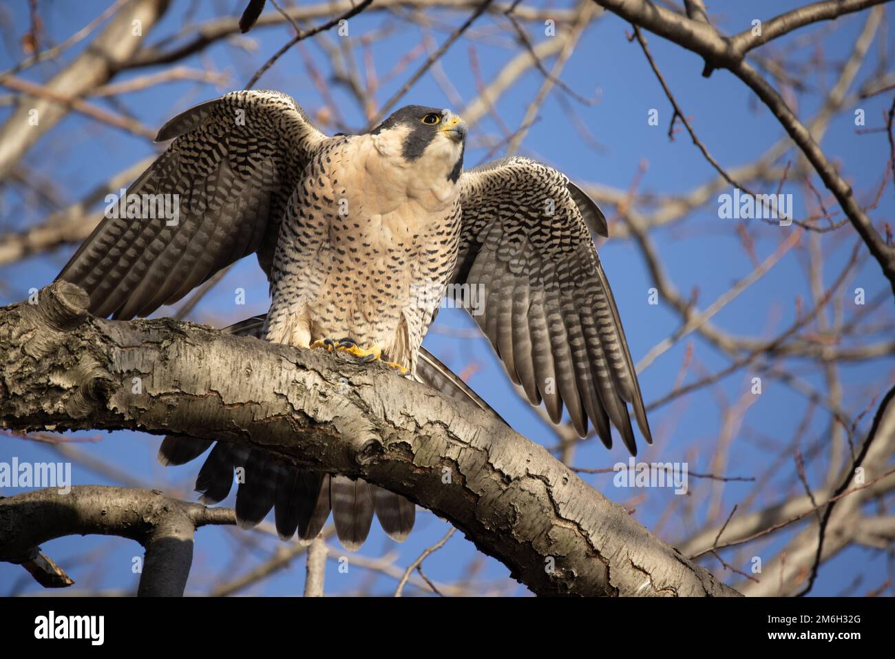 Peales falcon hi-res stock photography and images - Alamy
