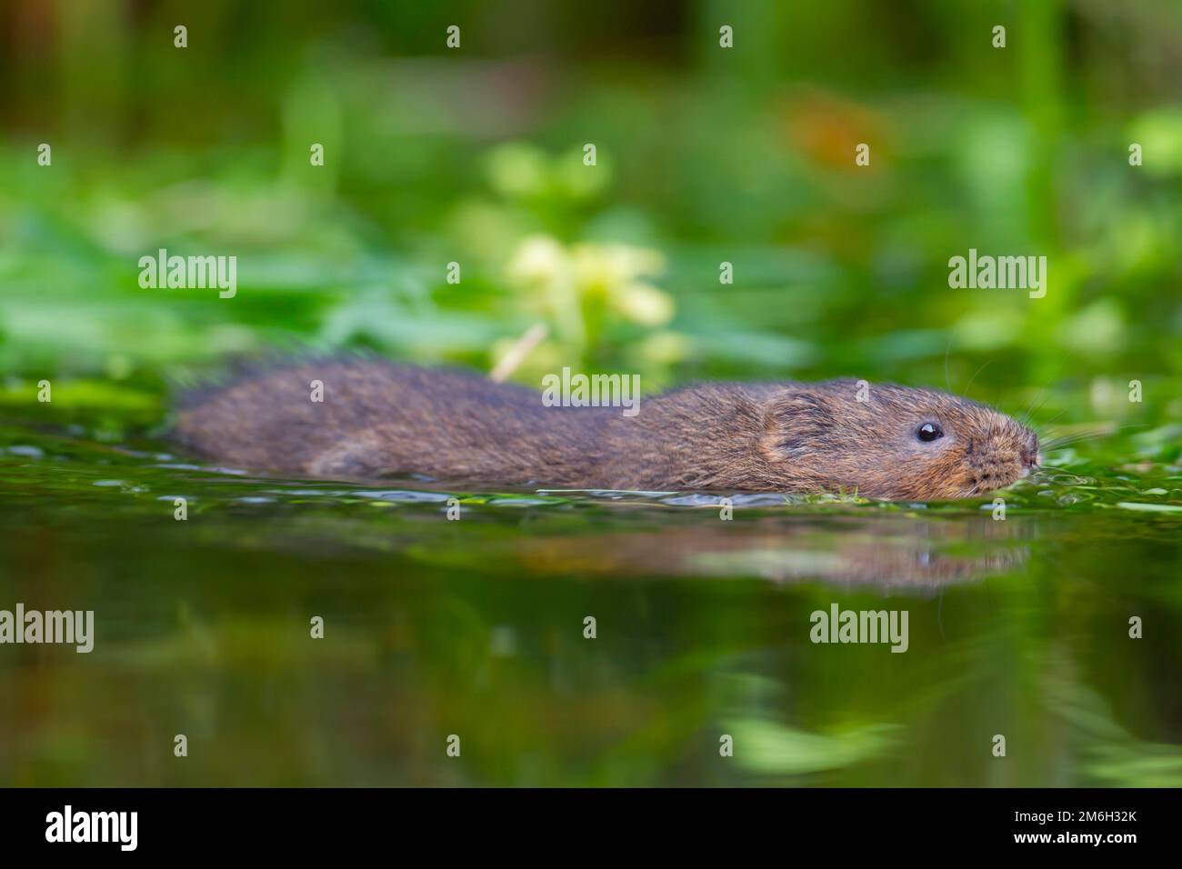 Water vole swimming hi-res stock photography and images - Alamy