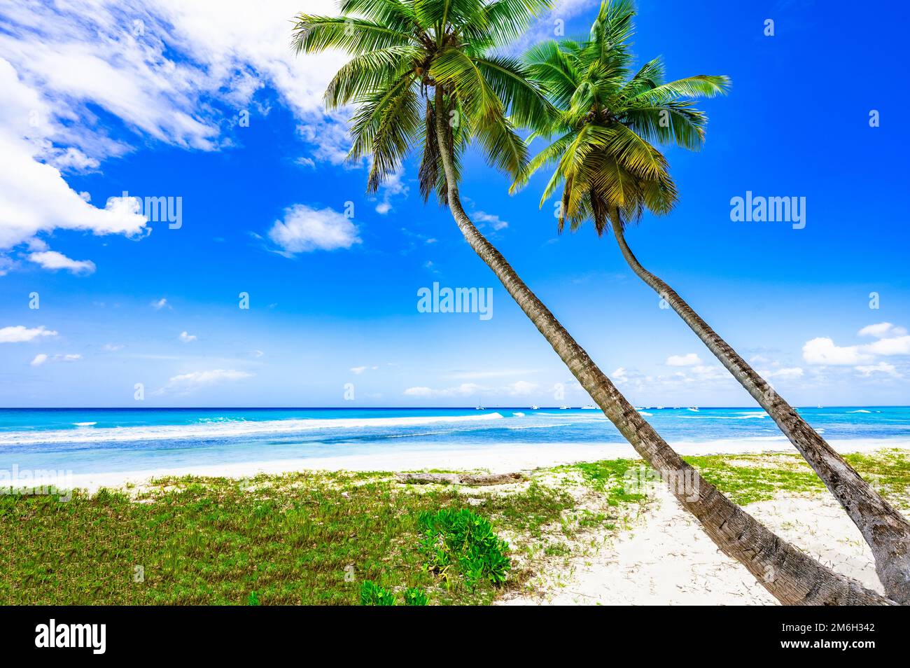 Caribbean sea palm trees paradise Stock Photo - Alamy