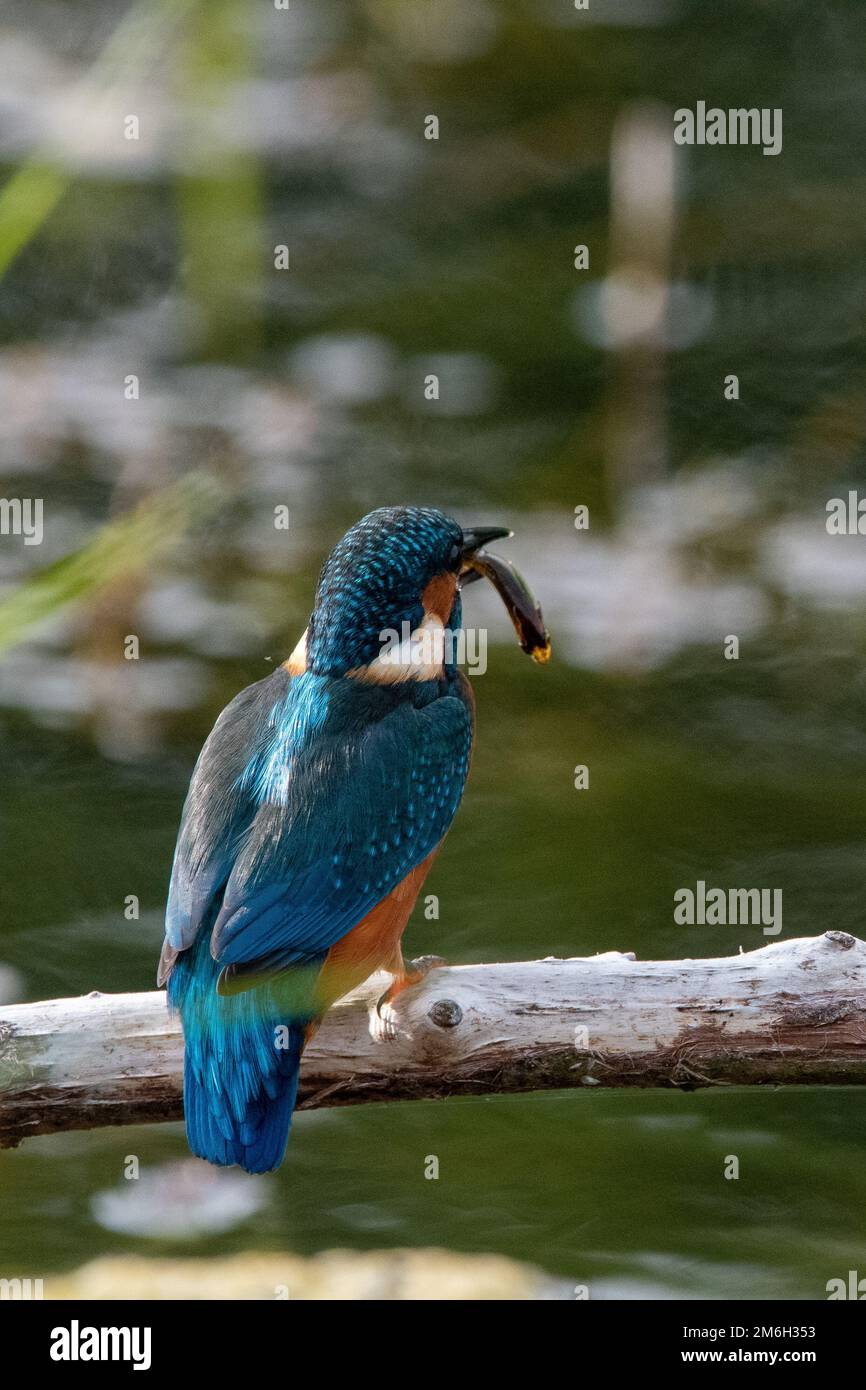 Common kingfisher feeding with fish in bill. At Lakenheath Fen nature ...