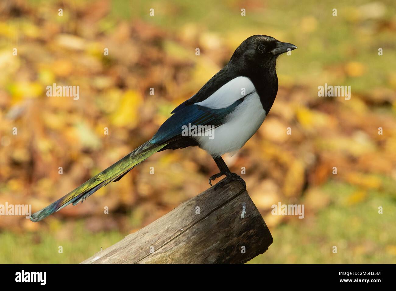 Magpie sitting on tree trunk in front of autumn leaves, looking right ...