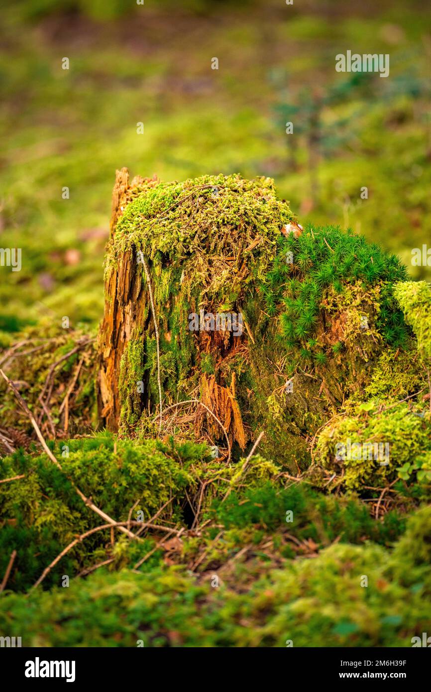 Forest floor with tree stump and moss, Black Forest, Untergaugstett ...