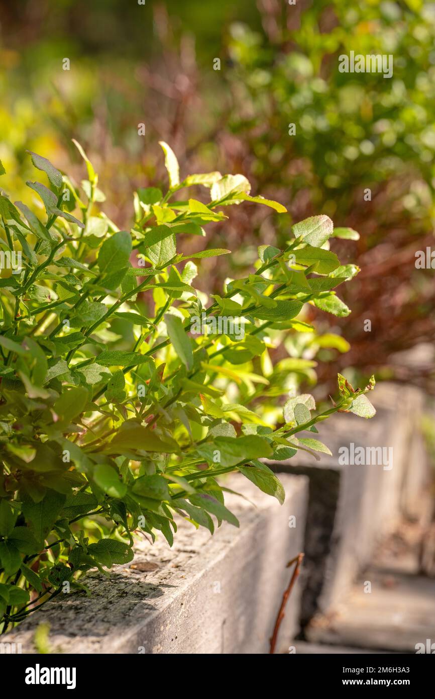 Green growth on the wooden path through the high moor, Kaltenbronn ...