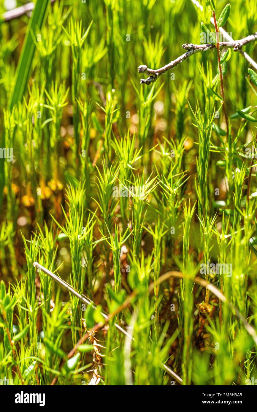 Peat plants in the raised bog, Kaltenbronn, Black Forest, Germany Stock ...