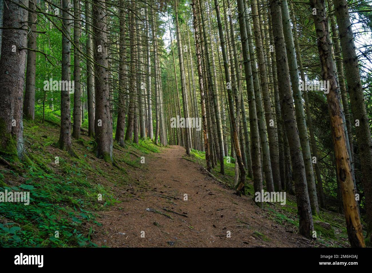 Waldweg, Black Forest, Bad Wildbad, Germany Stock Photo - Alamy