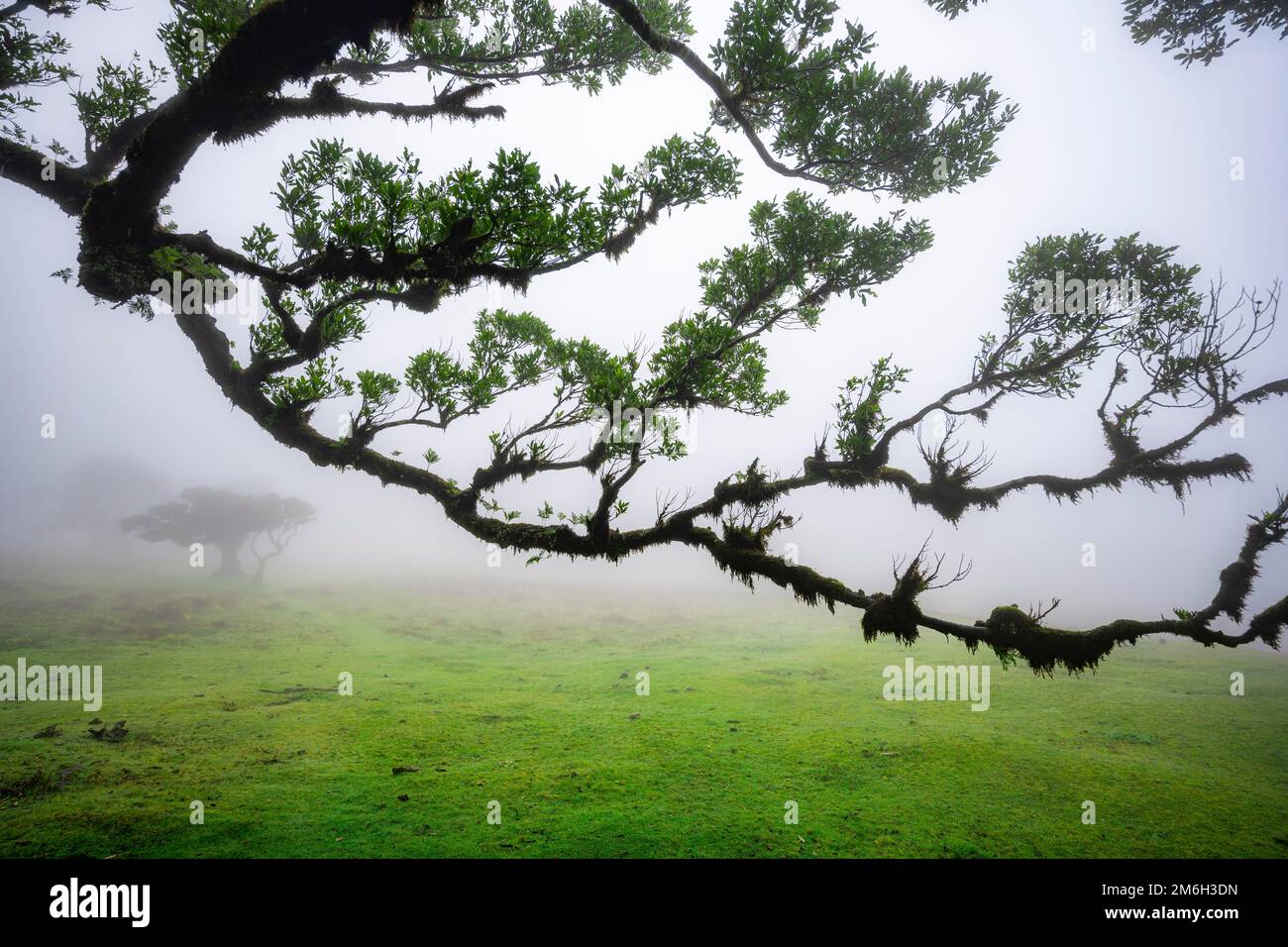 Stinkwood (Ocotea foetens) overgrown with moss and plants in the mist ...