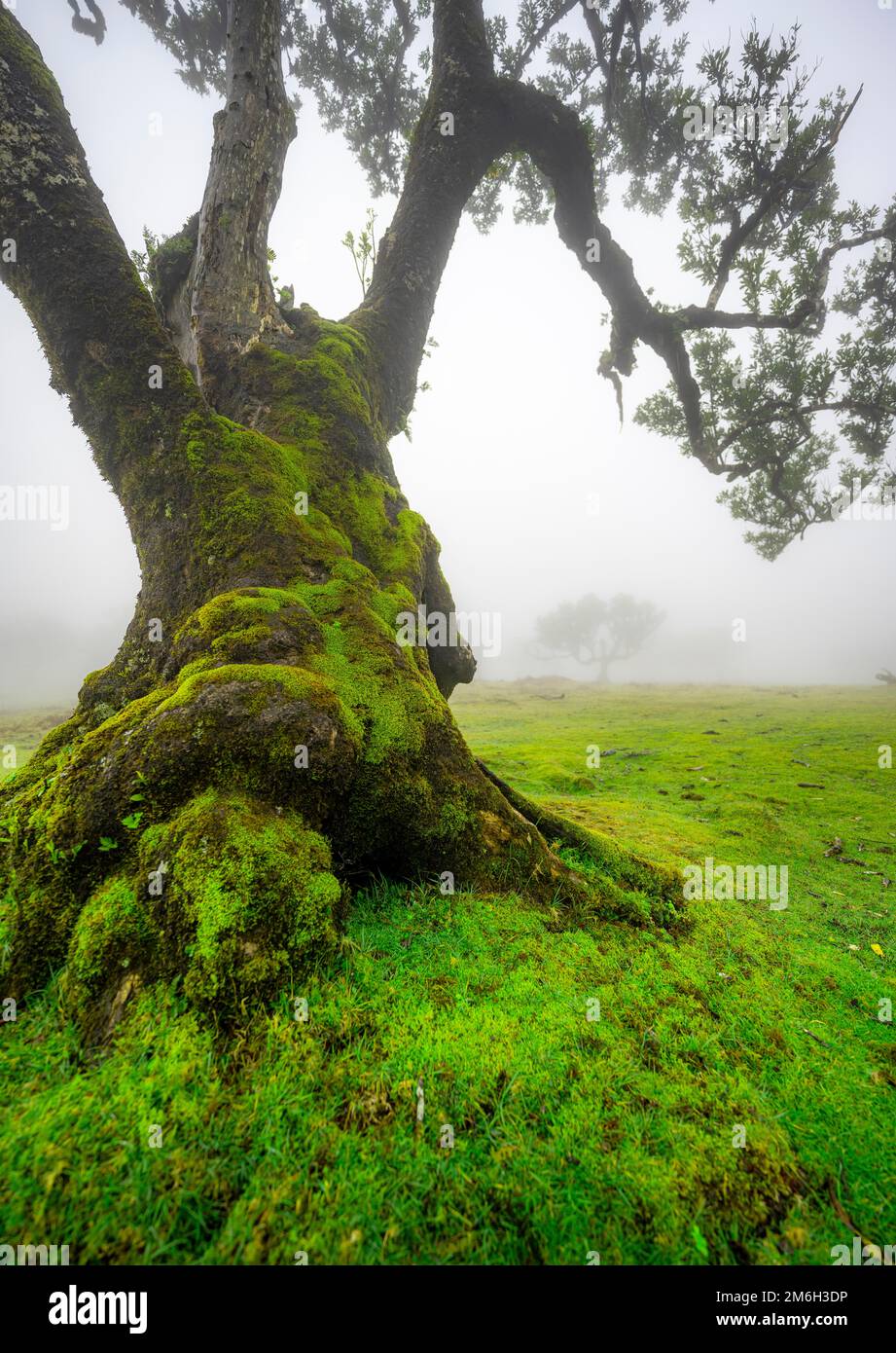 Stinkwood (Ocotea foetens) overgrown with moss and plants in the mist ...
