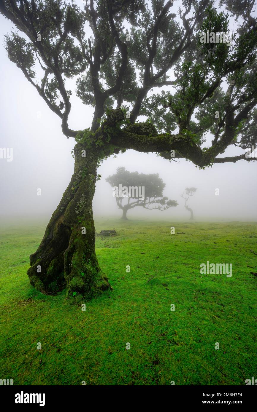 Stinkwood (Ocotea foetens) overgrown with moss and plants in the mist ...