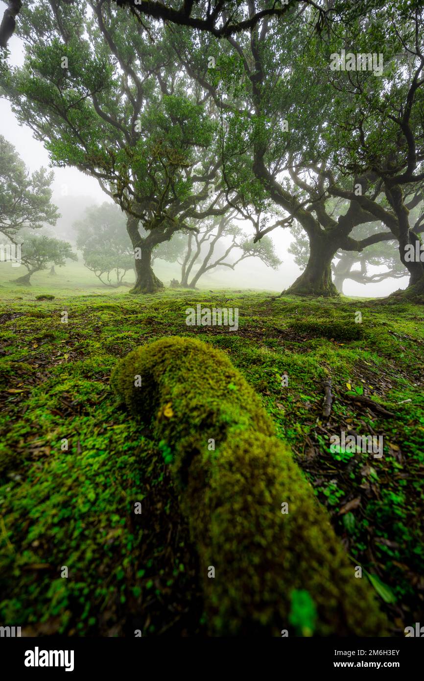 Stinkwood (Ocotea foetens) overgrown with moss and plants in the mist ...