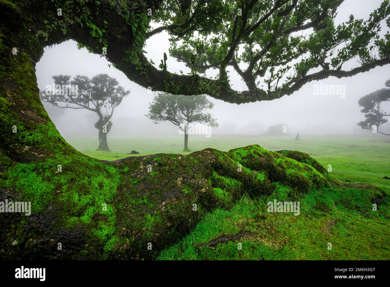 Stinkwood (Ocotea foetens) overgrown with moss and plants in the mist ...