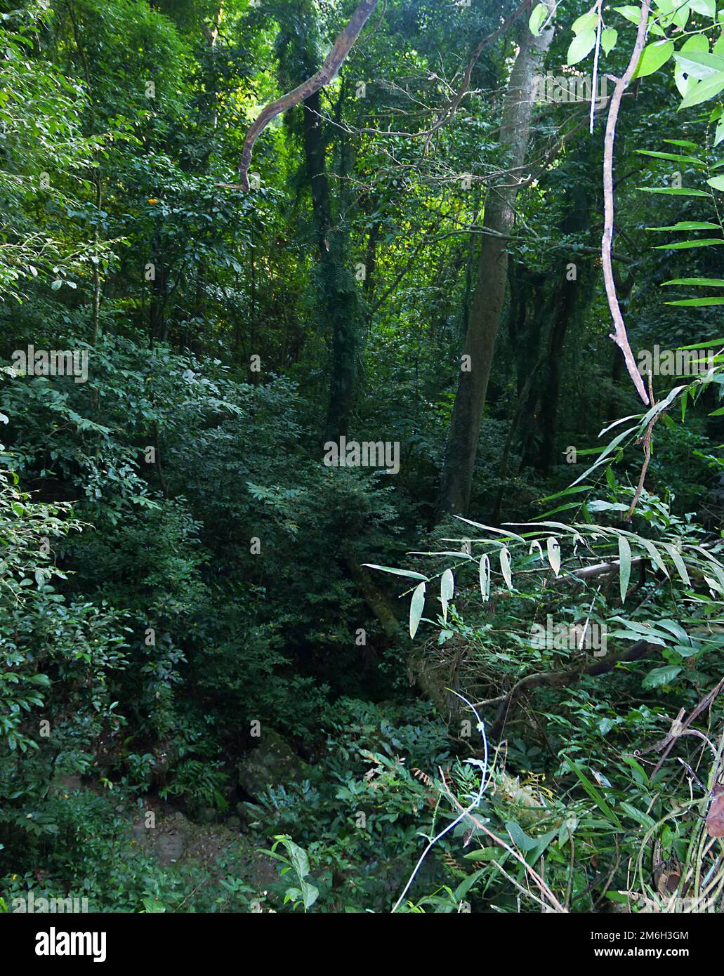 Aerating root - species of trees from mangrove forest Stock Photo - Alamy