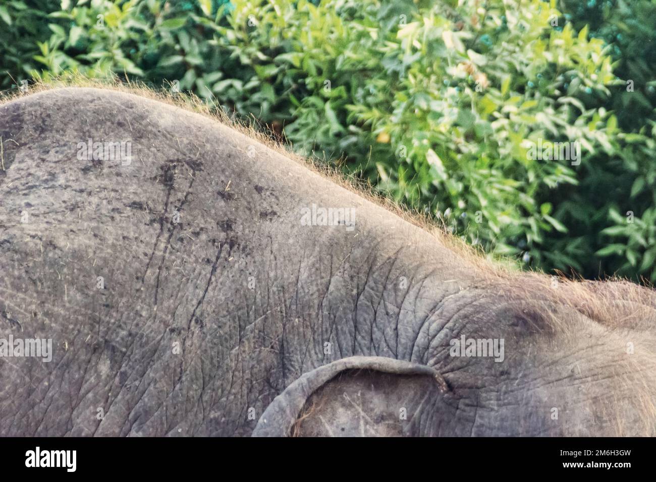 Back of Indian elephant, reduced coat Stock Photo - Alamy