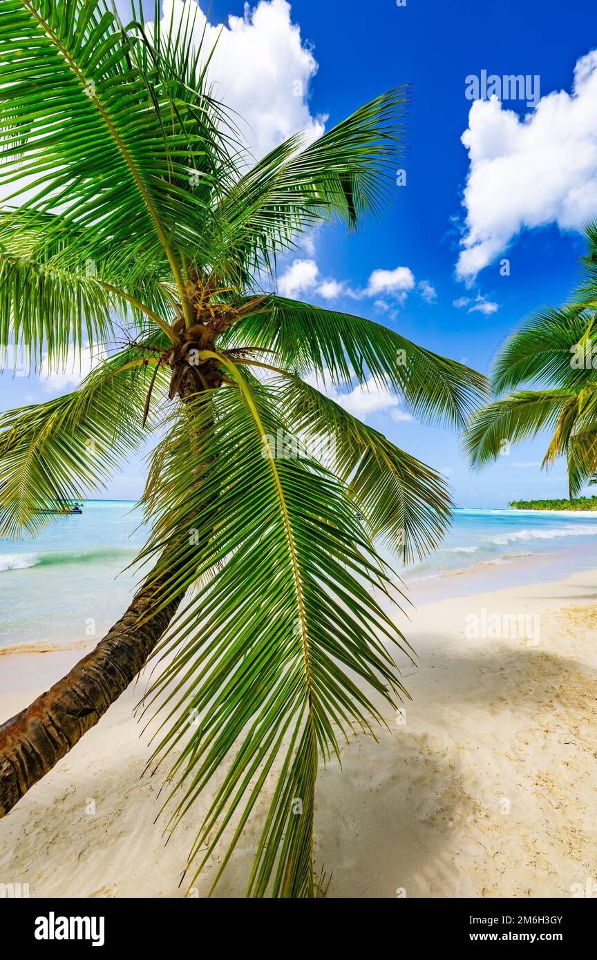 Caribbean sea palm trees paradise Stock Photo - Alamy