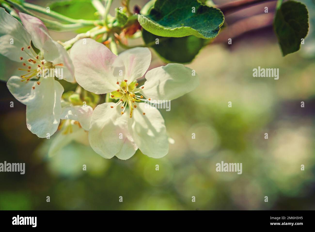 apple tree flowers on blurred background instagram stile Stock Photo ...