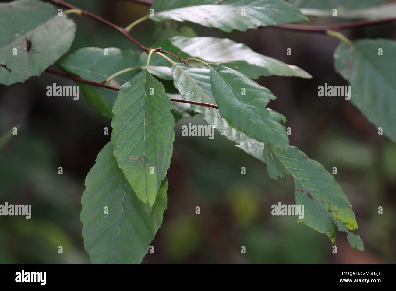 Green alternate proximally cuneate serrulate elliptic leaves of Alnus ...
