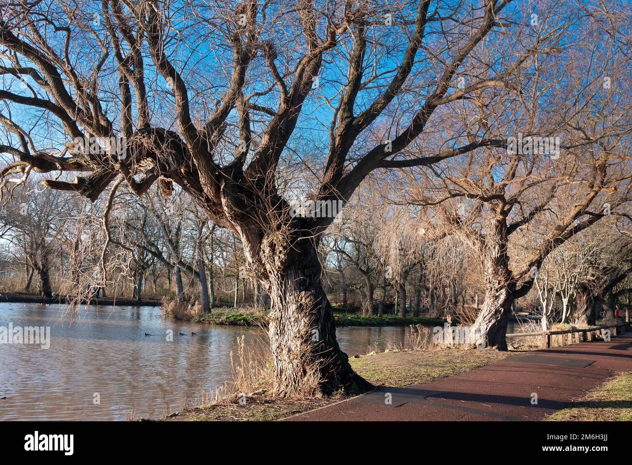 A sunny late winters day in Locke Park Lake Redcar North Yorkshire with ...