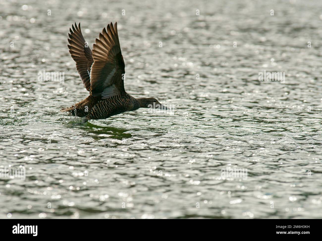 Common Eider (Somateria mollissima) female in flight, Longyearbyen ...