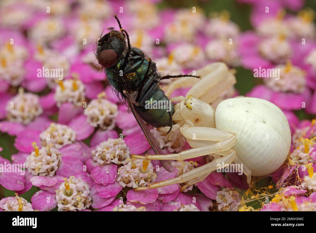 Predator and prey, goldenrod crab spider (Misumena vatia) with captured ...