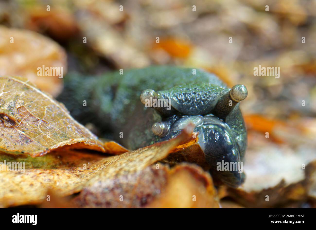 Canadian Blue Grey Taildropper Slug