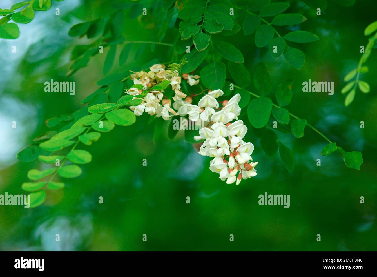 Flowering black locust (Robinia pseudoacacia), Hesse, Germany Stock ...