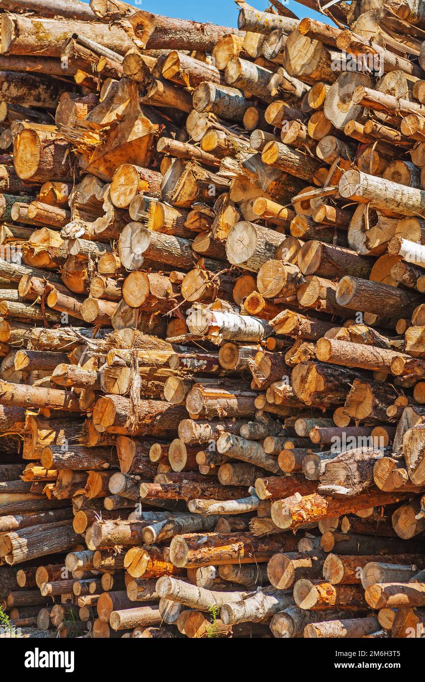 big pile of cutted tree trunks Stock Photo - Alamy