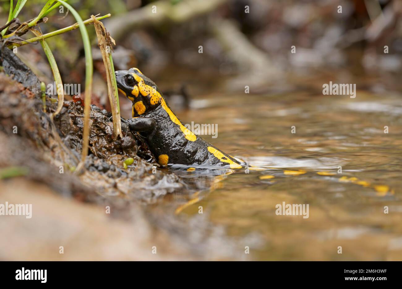 Female fire salamander (Salamandra salamandra) releasing larvae, Hesse ...