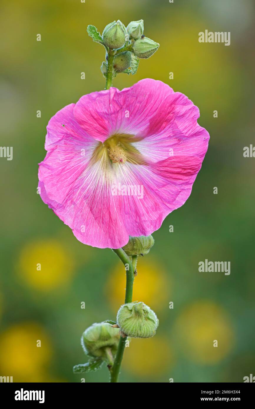 Flowering common hollyhock (Alcea rosea), Hesse, Germany Stock Photo ...