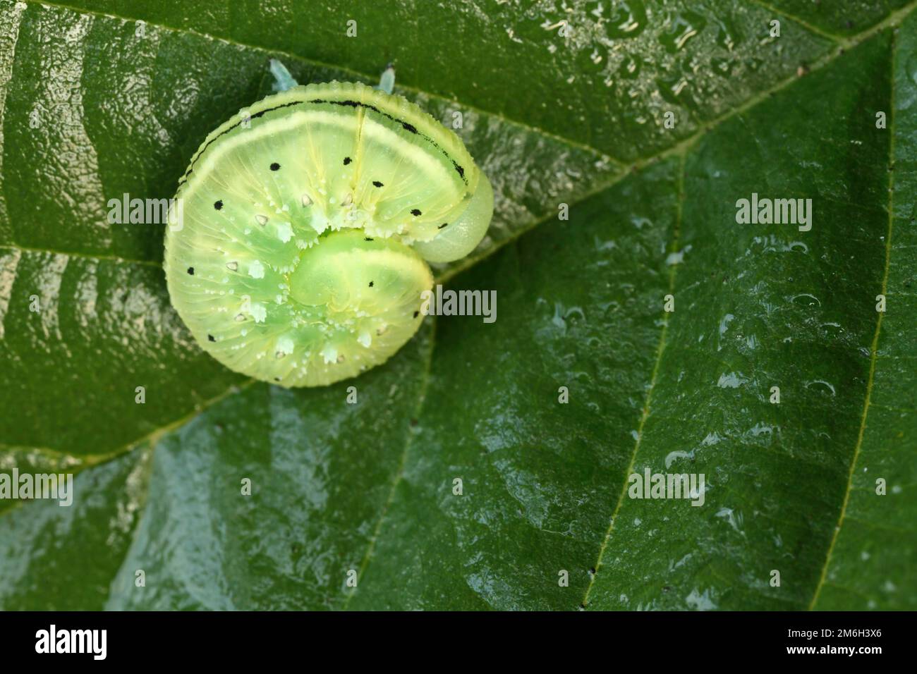 Tenthredinidae larva hi-res stock photography and images - Alamy