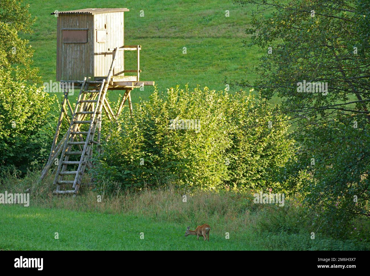Deer seat hi-res stock photography and images - Alamy