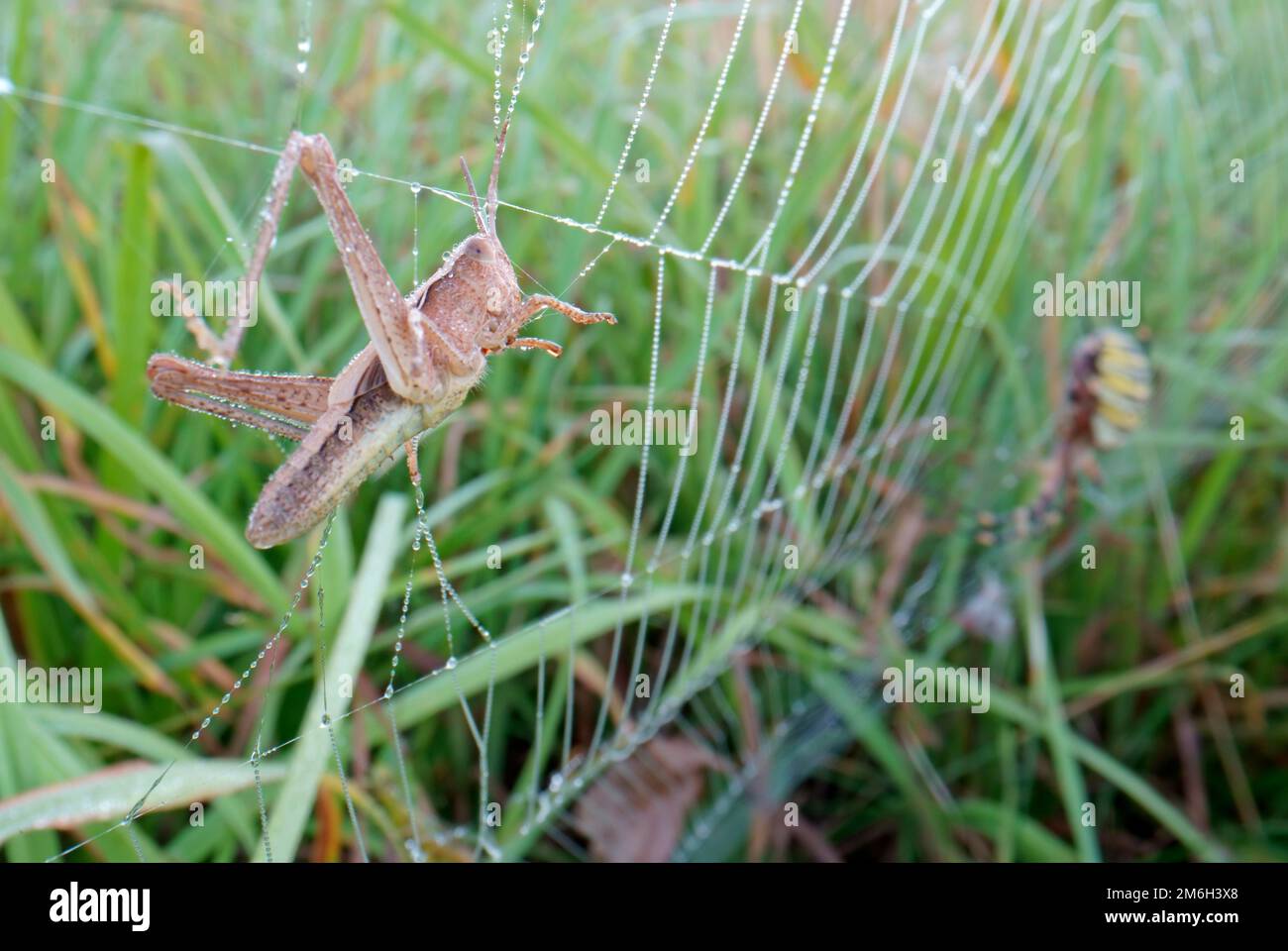 Grasshopper in the web of a wasp spider (Argiope bruennichi), Hesse ...