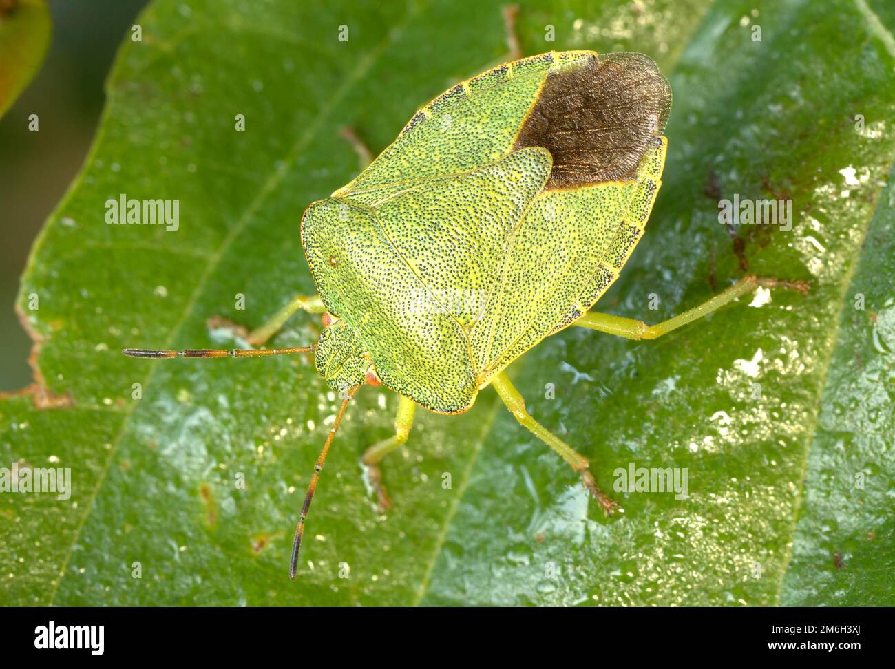 Green shield bug (Palomena prasina), Hesse, Germany Stock Photo - Alamy