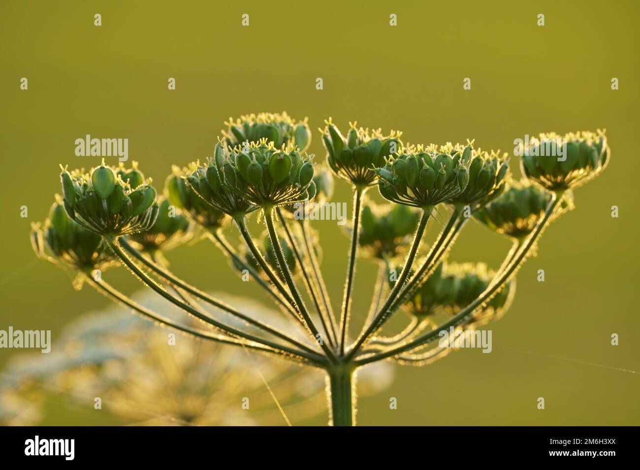 Meadow hogweed, also common hogweed (Heracleum sphondylium) Fruit stand ...