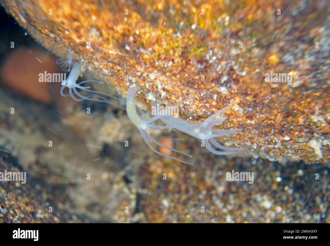 Polyp Grey hydra vulgaris (Hydra attenuata), Hesse, Germany Stock Photo ...