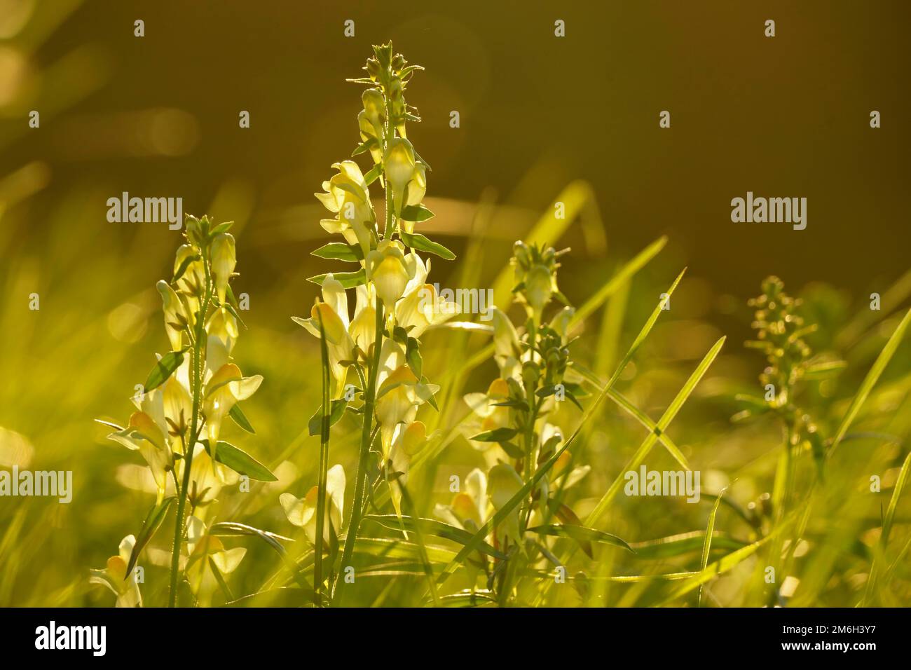 True toadflax, also common toadflax (Linaria vulgaris), common toadflax ...