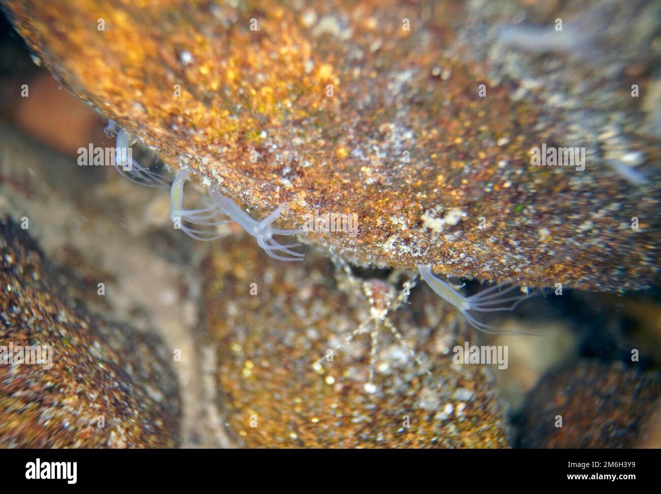 Polyp Grey hydra vulgaris (Hydra attenuata), Hesse, Germany Stock Photo ...