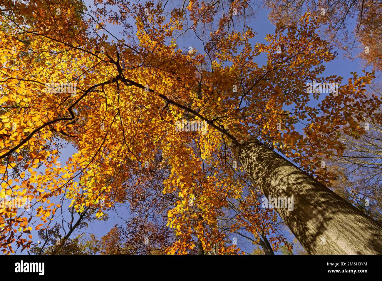 Common beech (Fagus sylvatica), Autumn leaves, Golden October, Autumn ...