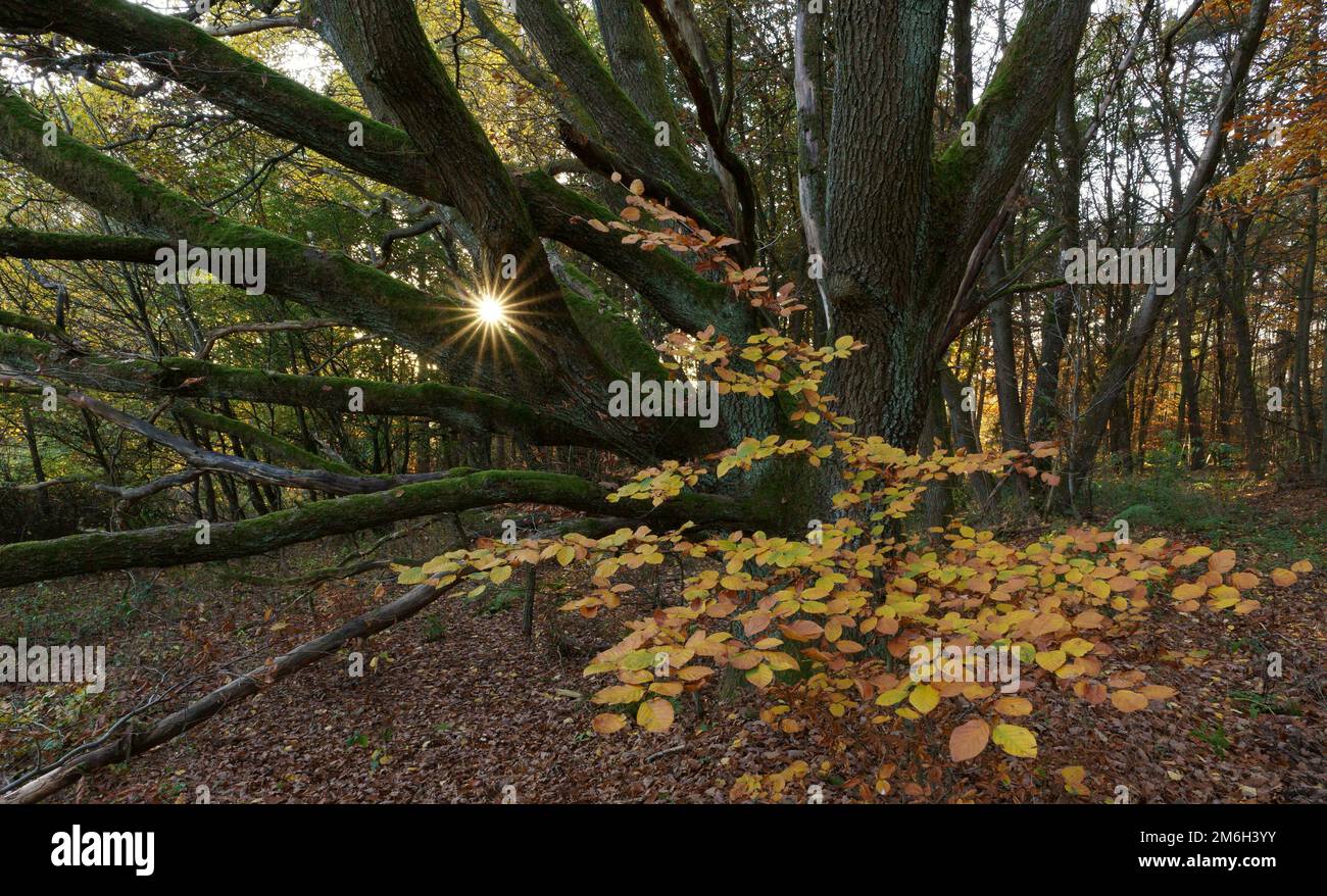 Setting sun shining through an old oak tree, Hesse, Germany Stock Photo ...